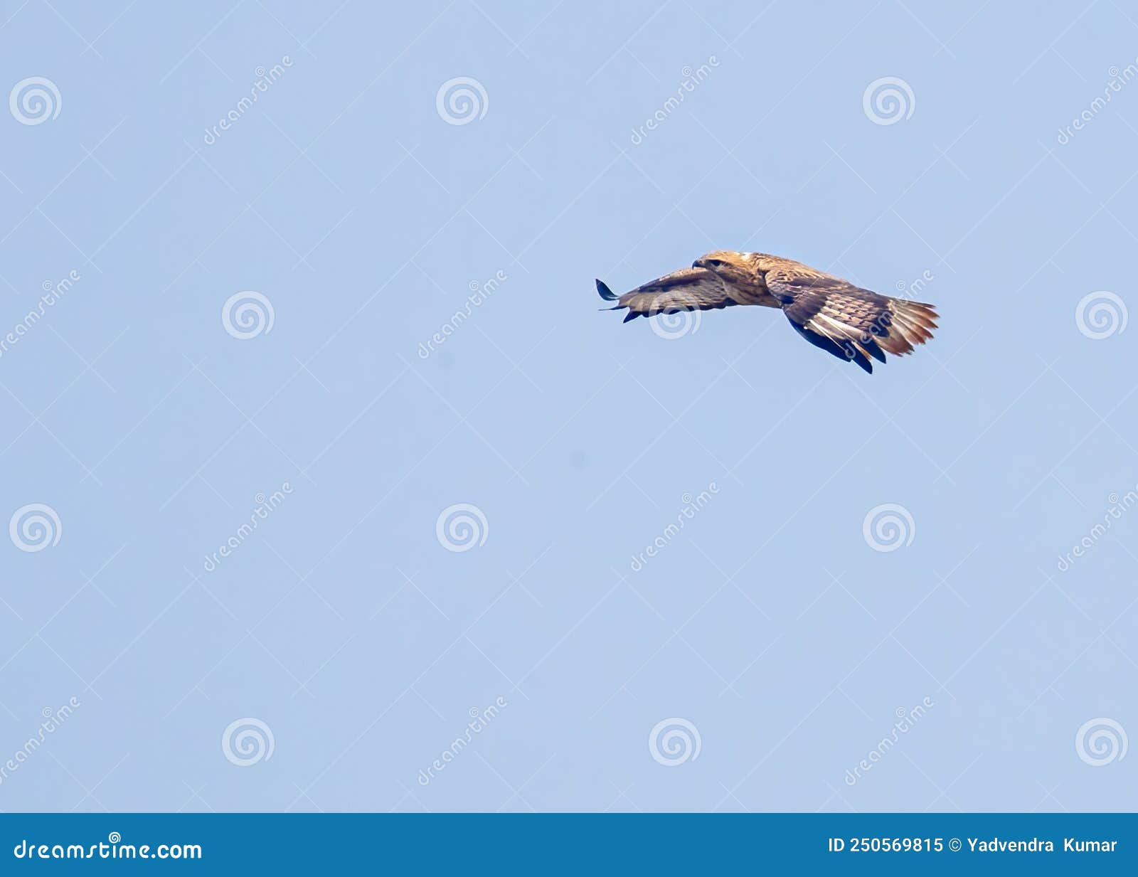 A Long Leg Buzzard with Strait Feathers in Flight Stock Image - Image ...