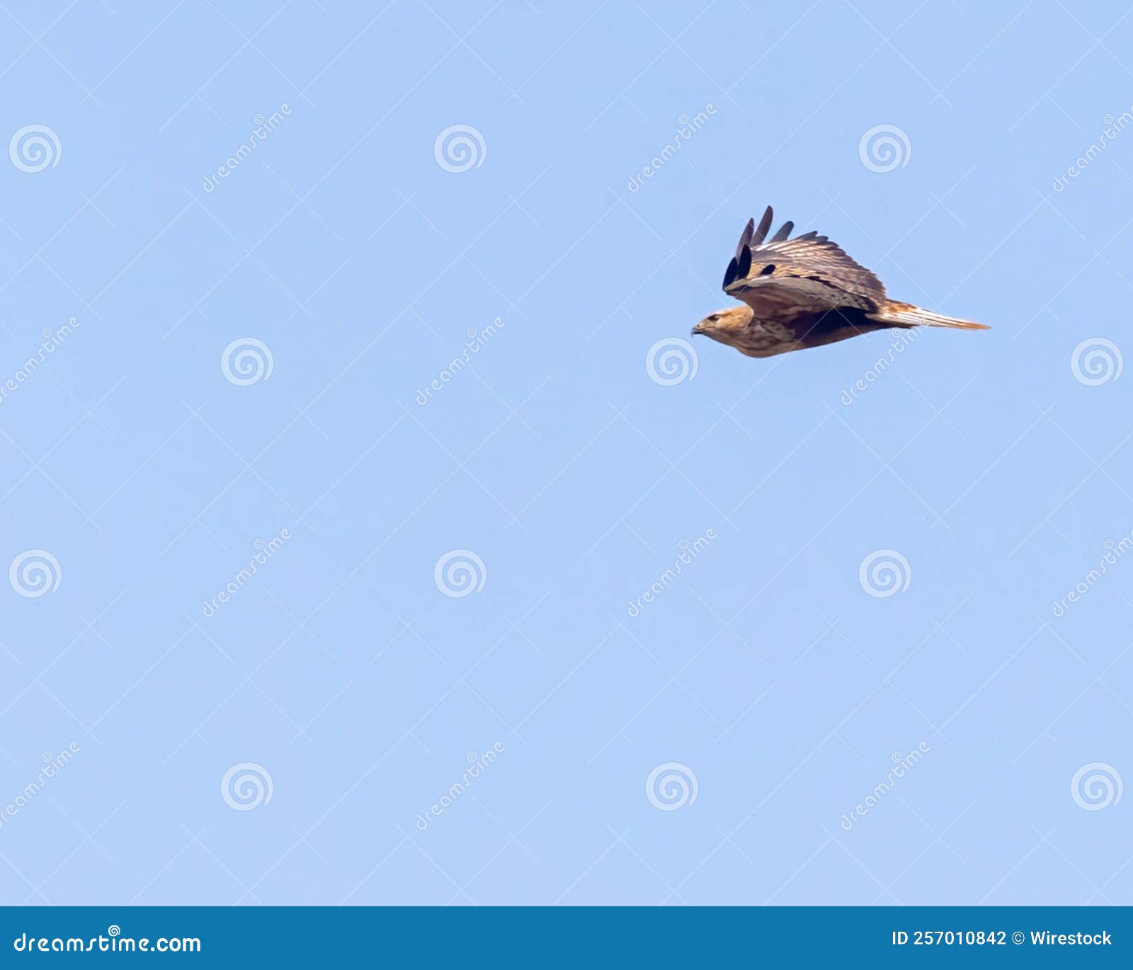 A Long Leg Buzzard with Wings Open Stock Photo - Image of powerful ...
