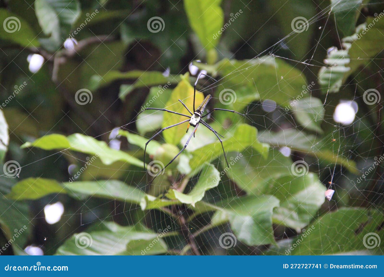 Long Leg Spider and the Forest in the Sunshine Stock Image - Image of ...