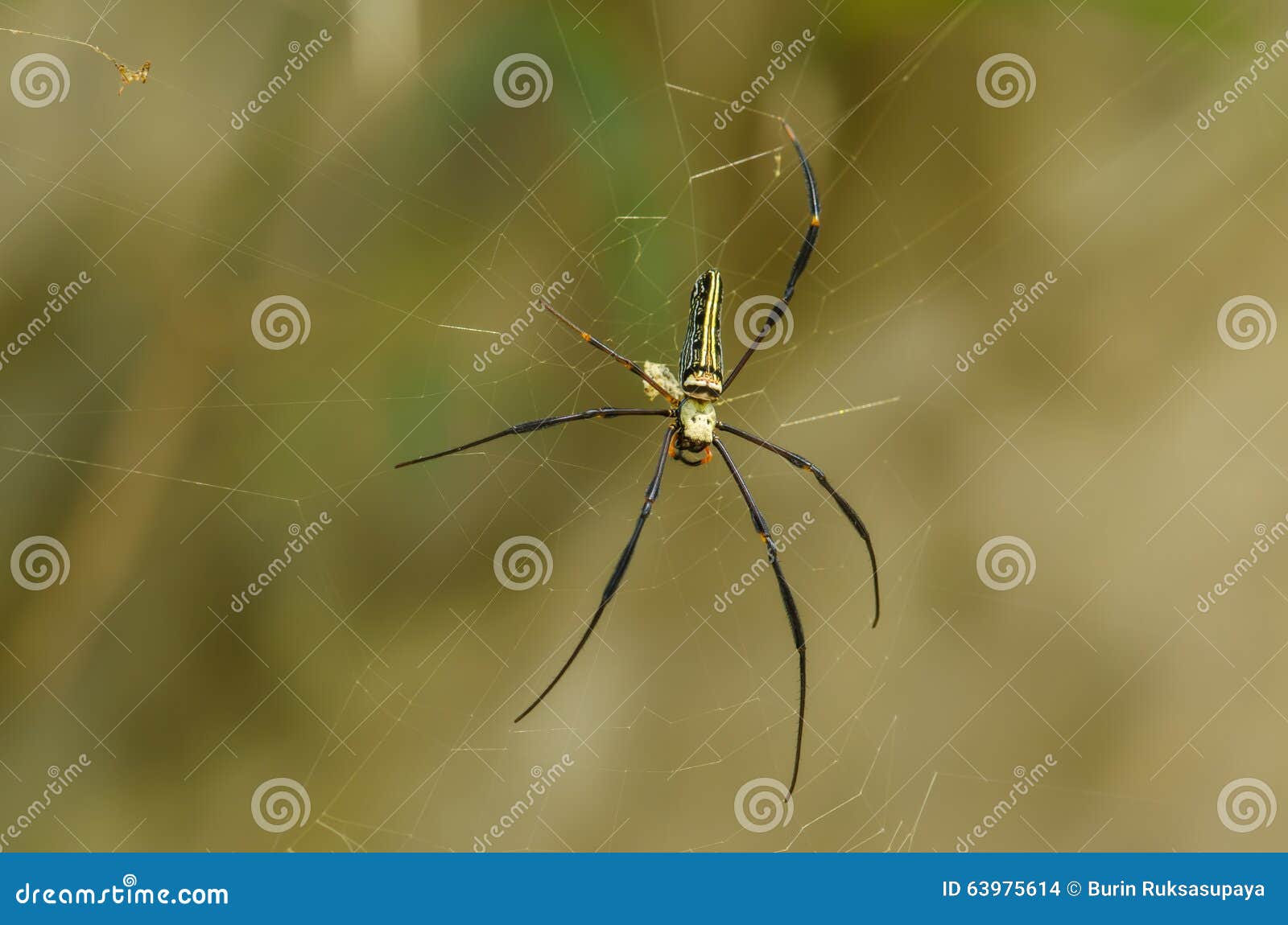 Long leg spider. stock photo. Image of golden, garden - 63975614