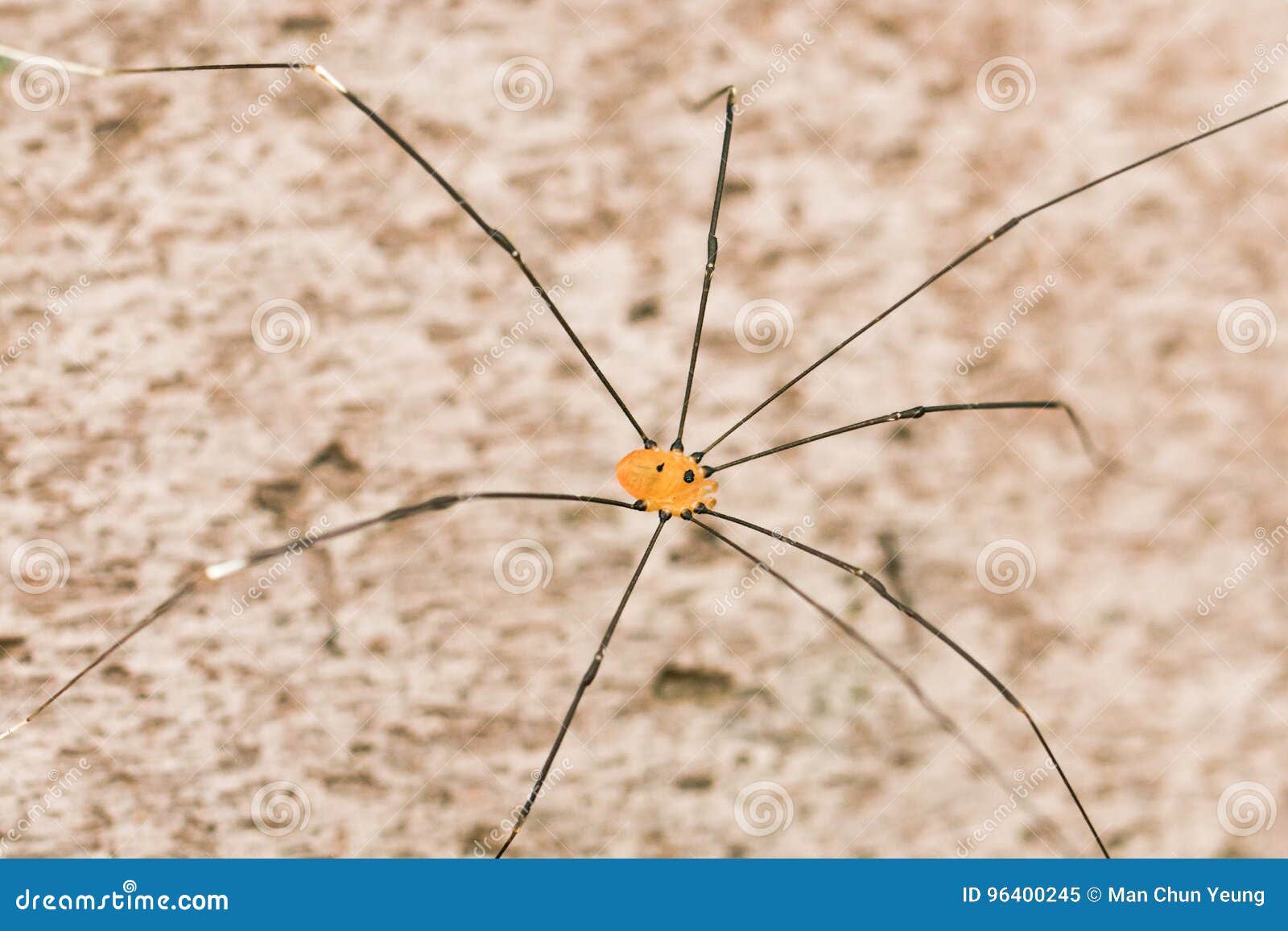 Long leg Spider stock image. Image of orange, animals - 96400245