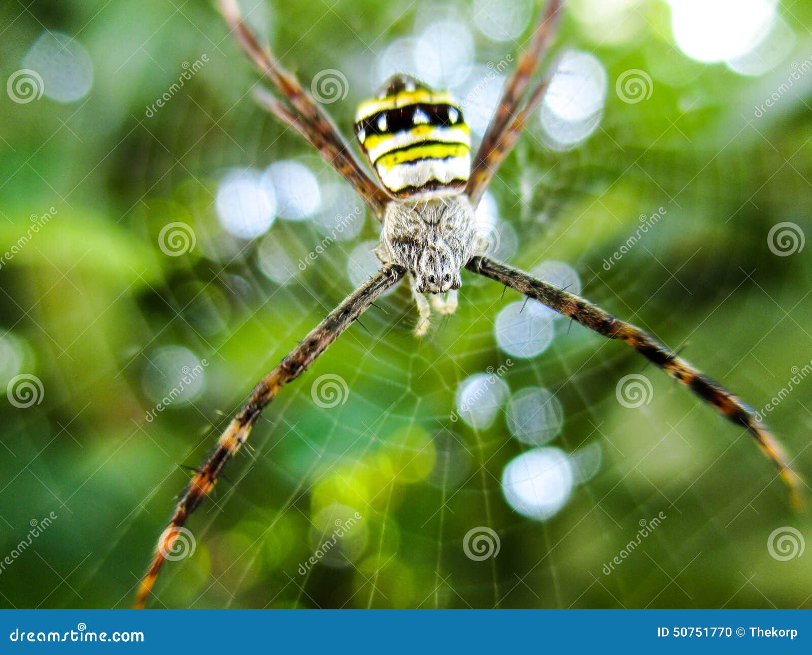 Long leg stock photo. Image of nature, long, macro, spider - 50751770