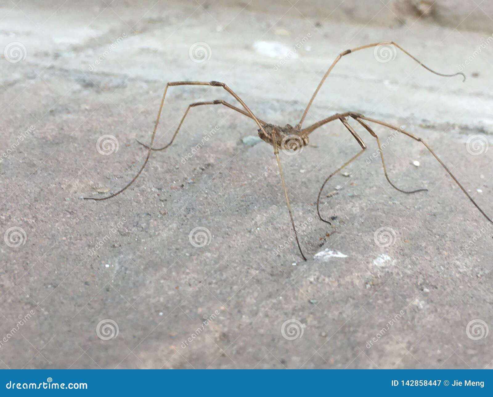Long leg spider stock image. Image of long, yellow, walking - 142858447