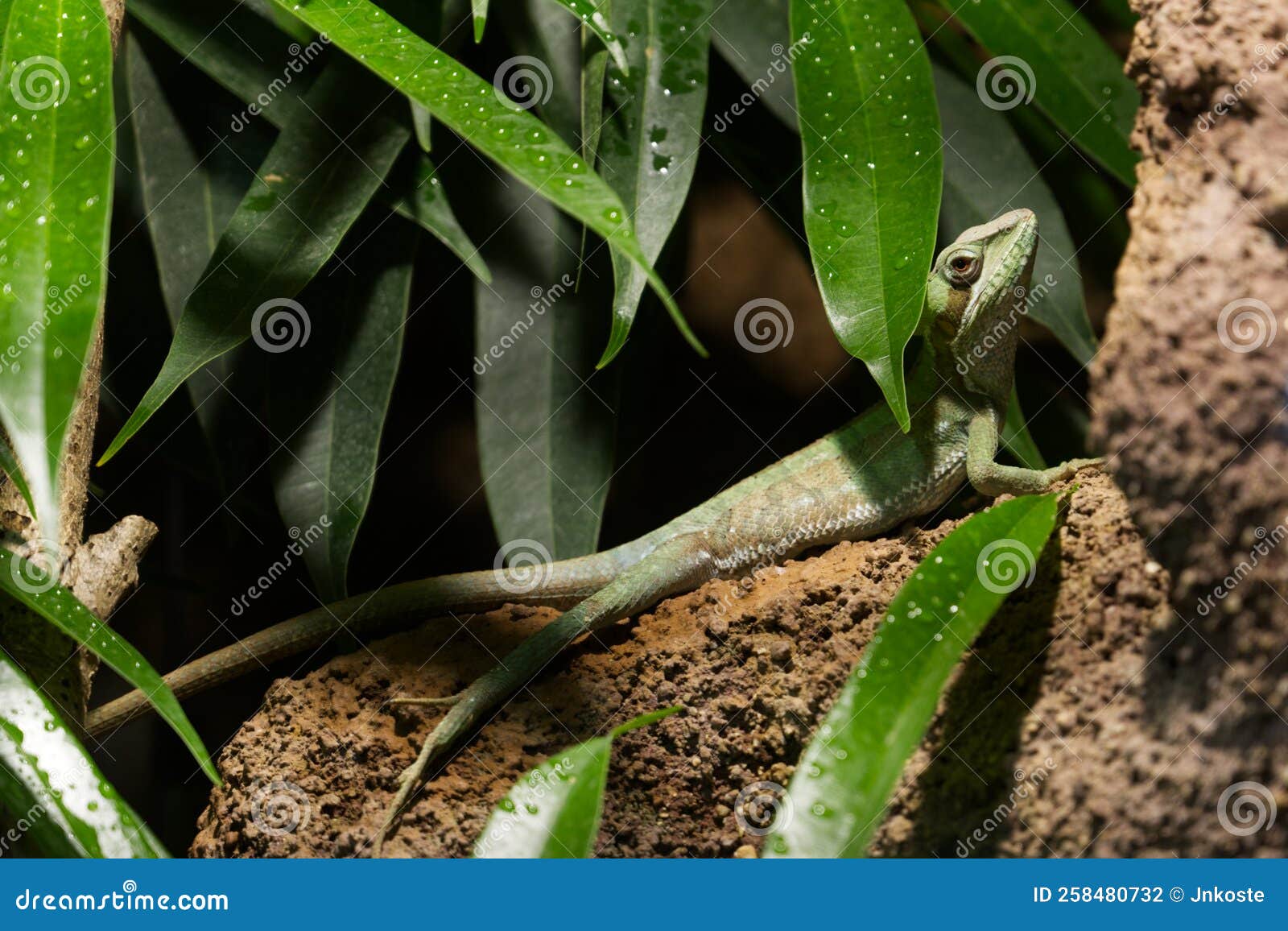 Long-legged Basilisk Green Lizard Sitting on the Tree Stick Stock Photo ...
