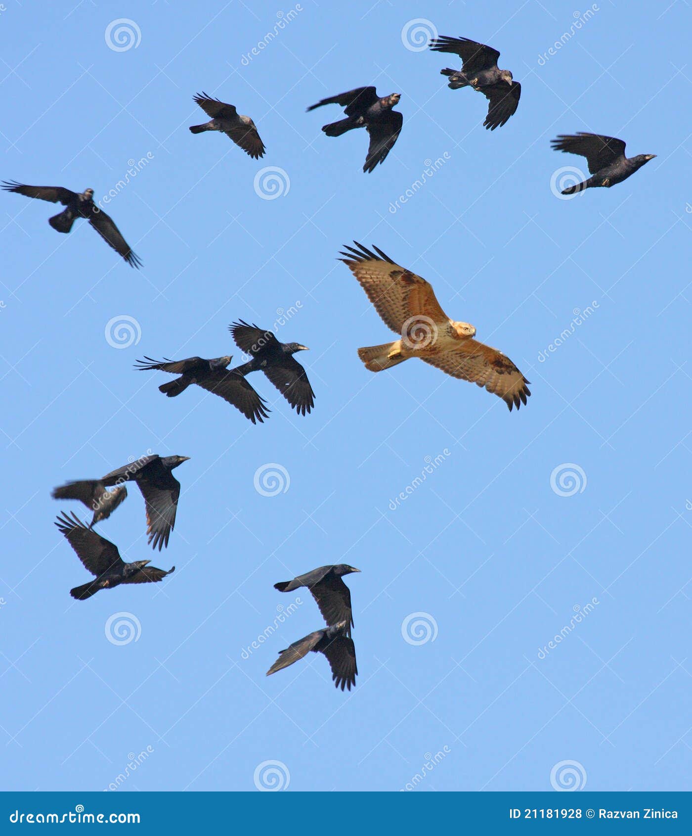 Long-legged Buzzard ( Buteo Rufinus ) Stock Photo - Image of bird ...