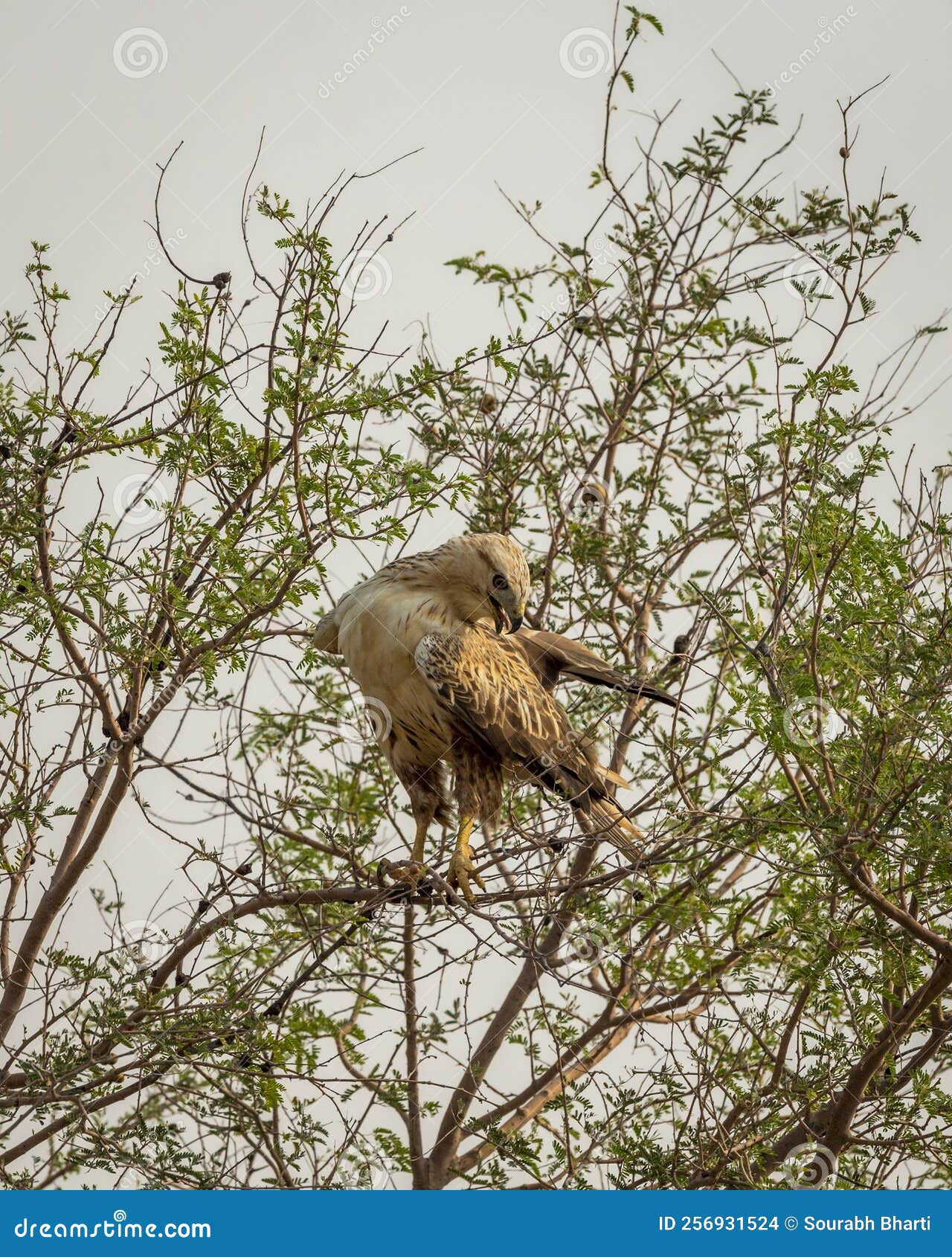 Long Legged Buzzard or Buteo Rufinus Closeup Perched on Tree with ...
