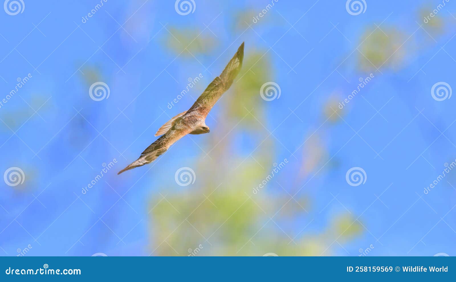 Long-legged Buzzard Buteo Rufinus Flying in the Sky Stock Image - Image ...