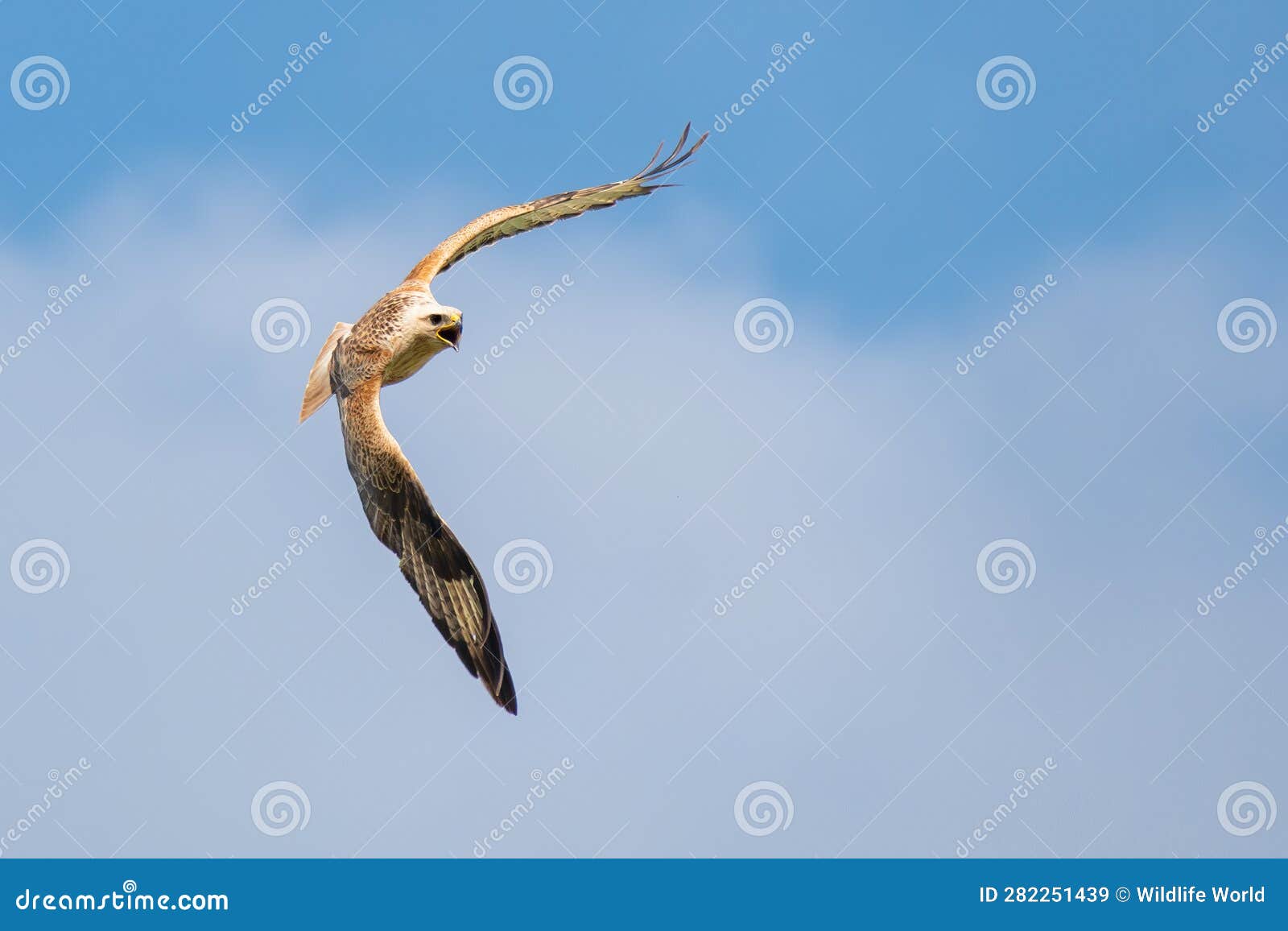 Long-legged Buzzard Buteo Rufinus Flying in the Sky Stock Image - Image ...