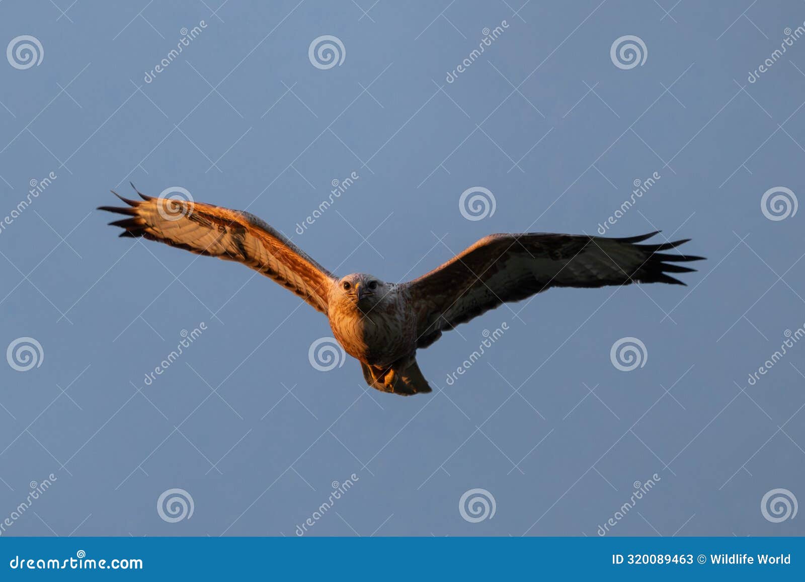 Long-legged Buzzard Buteo Rufinus Flying in the Sky Stock Image - Image ...