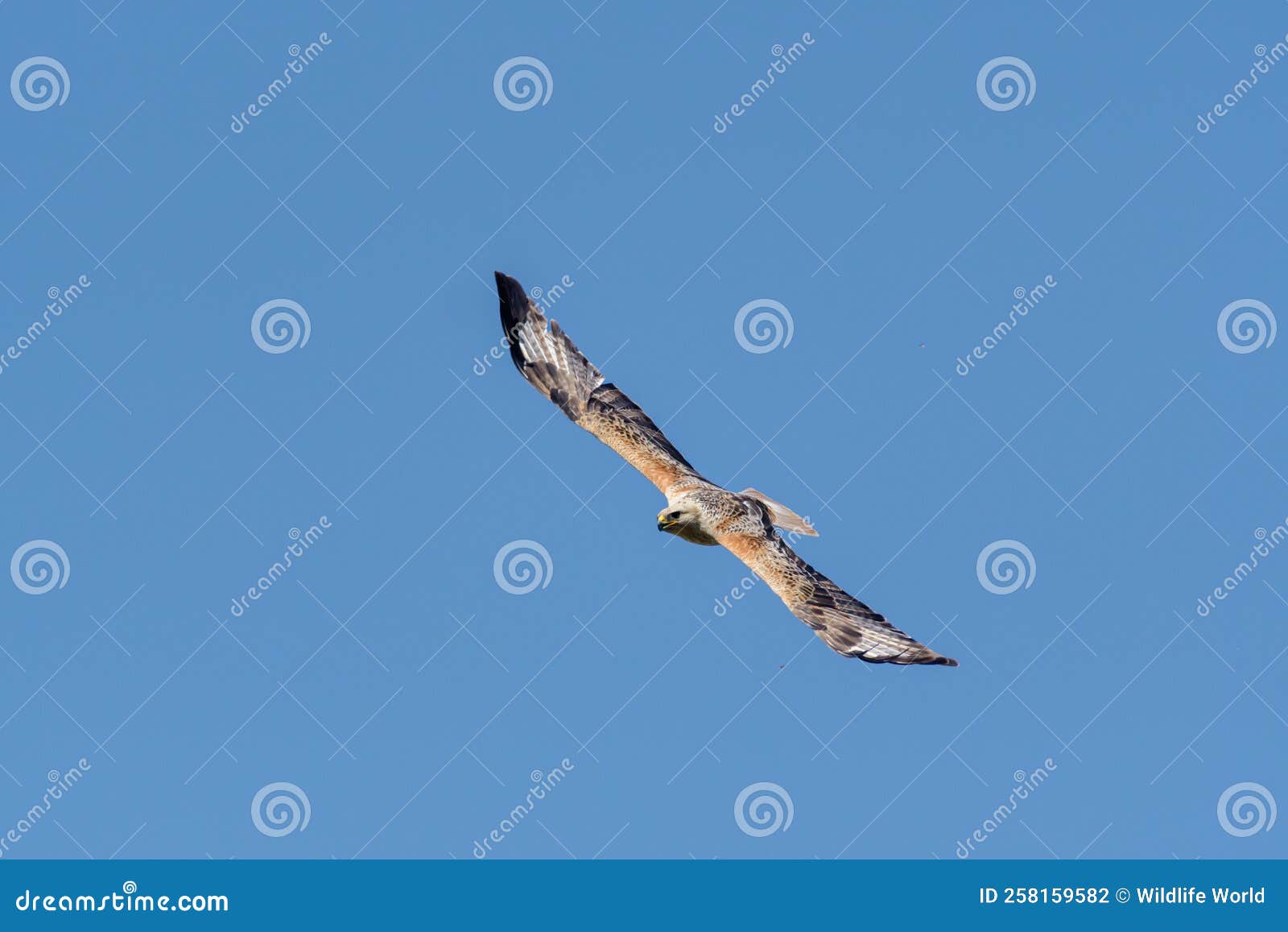 Long-legged Buzzard Buteo Rufinus Flying in the Sky Stock Photo - Image ...