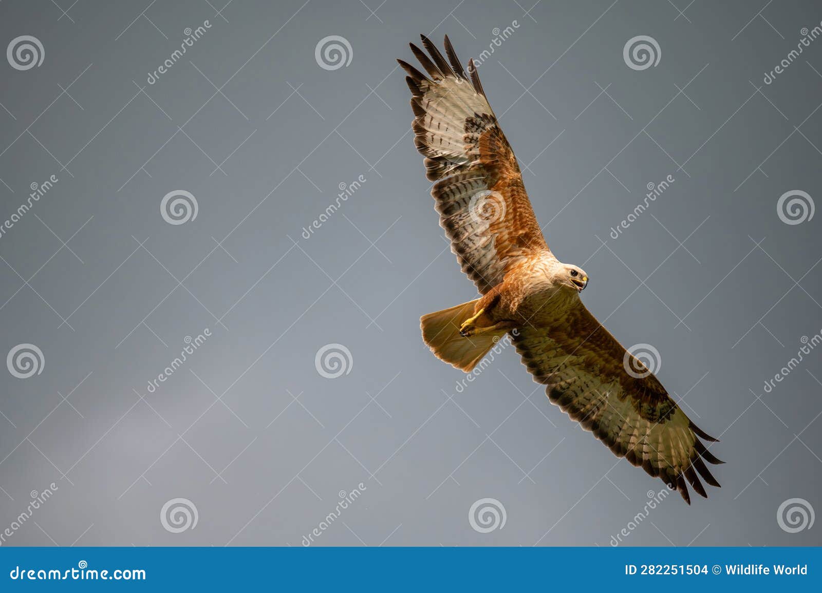 Long-legged Buzzard Buteo Rufinus Flying in the Sky Stock Photo - Image ...
