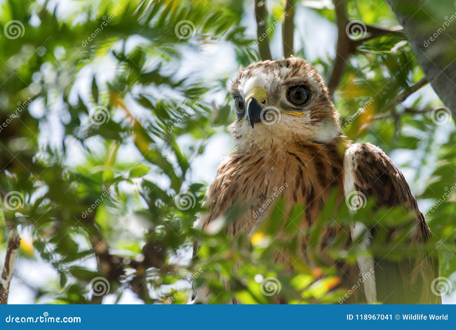 Long Legged Buzzard Buteo Rufinus Nestling in Nest Stock Image - Image ...