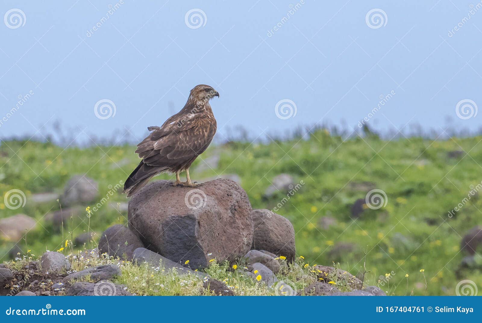 Long legged Buzzard stock image. Image of long, rufinus - 167404761