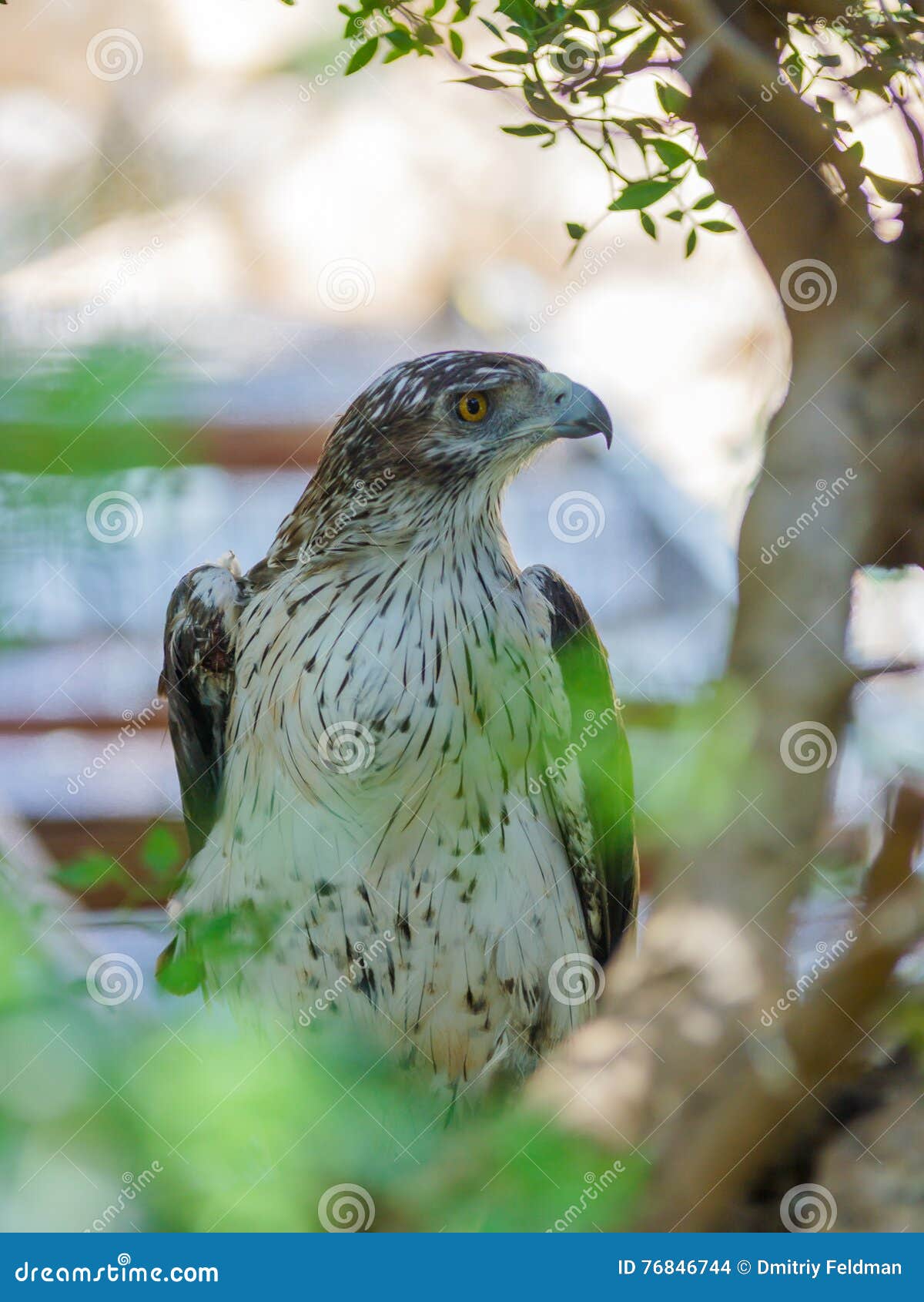 Long-Legged Buzzard is Sitting on a Tree Stock Photo - Image of bird ...