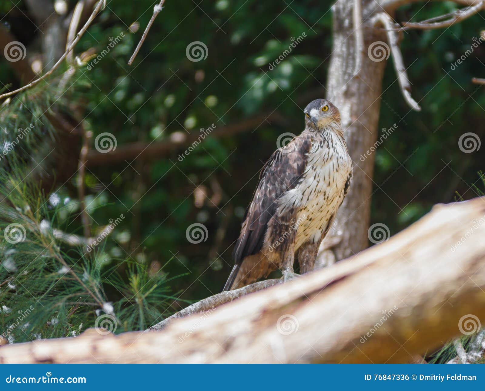 Long-Legged Buzzard is Sitting on a Tree Stock Photo - Image of quill ...