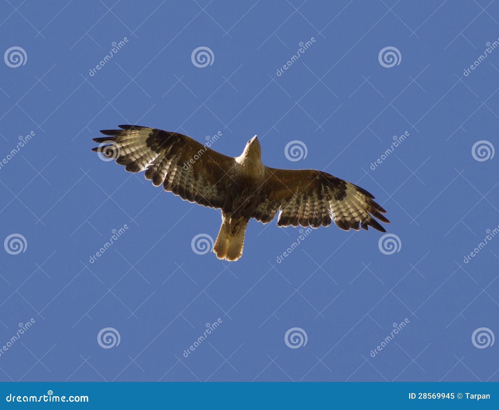 Long-legged Buzzard Soaring in a Sky Kalmykia. Stock Image - Image of ...
