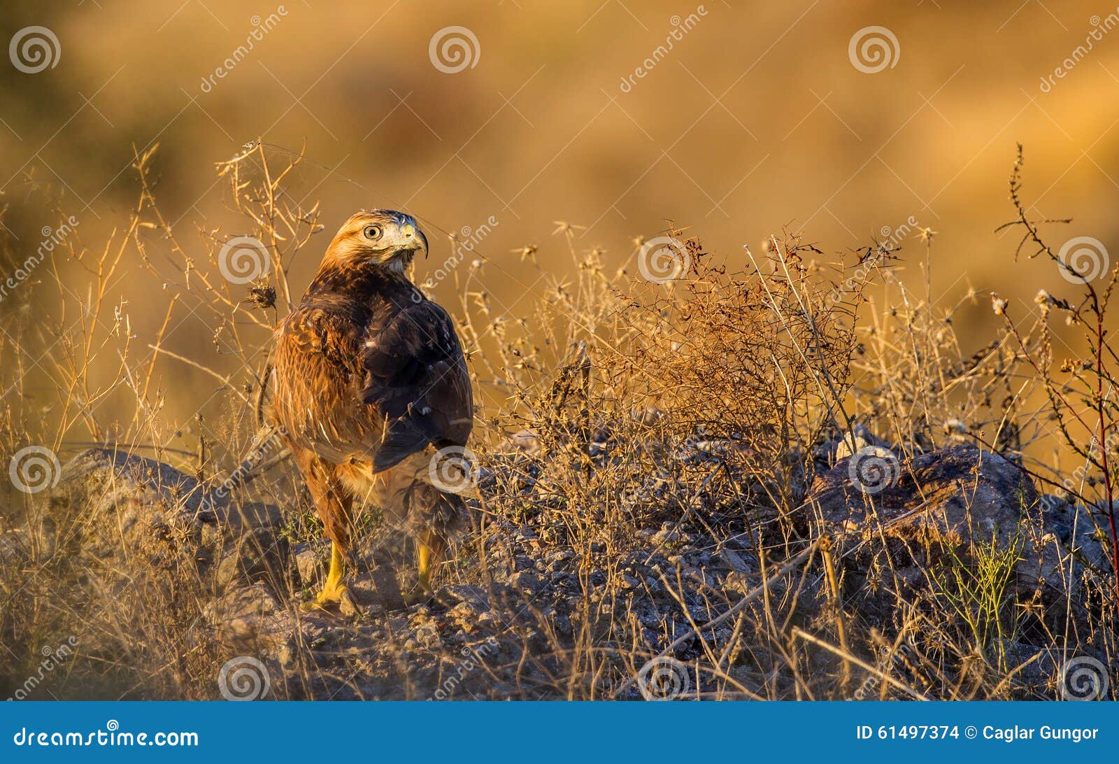 Long-legged Buzzard Under Setting Sun Stock Photo - Image of plumage ...