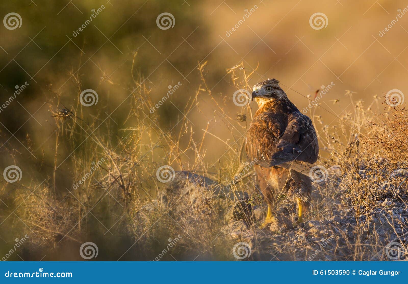 Long-legged Buzzard Under Setting Sun Stock Photo - Image of nature ...