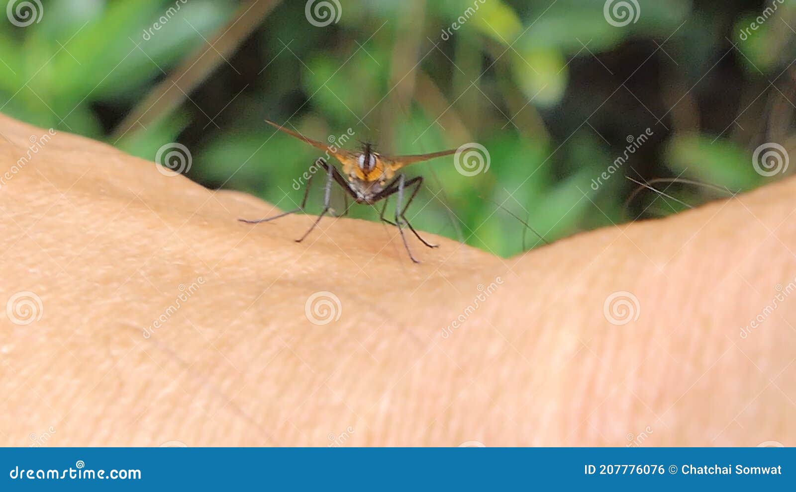 Long-legged Flies on Skin Human. Stock Footage - Video of legged ...