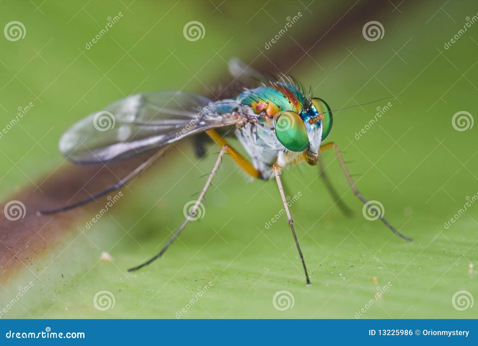 Long legged fly stock photo. Image of outdoor, diptera - 13225986