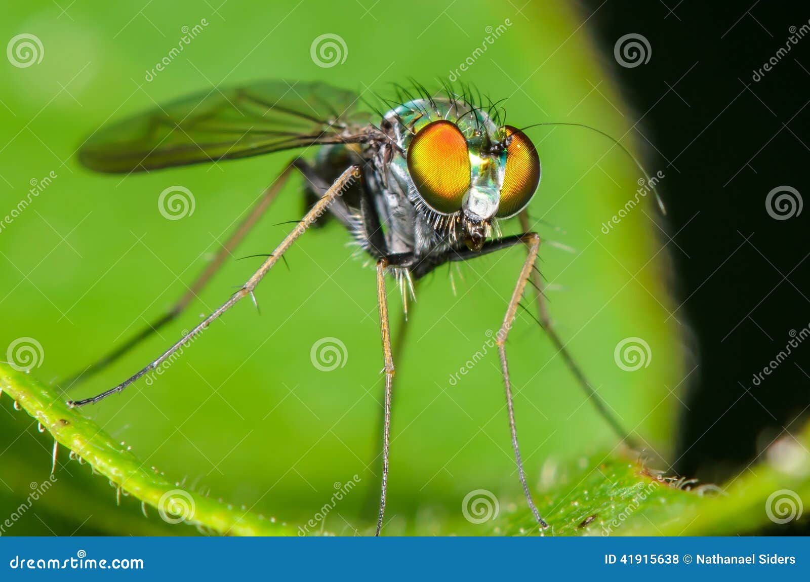 Long-legged Fly stock photo. Image of sunny, living, view - 41915638