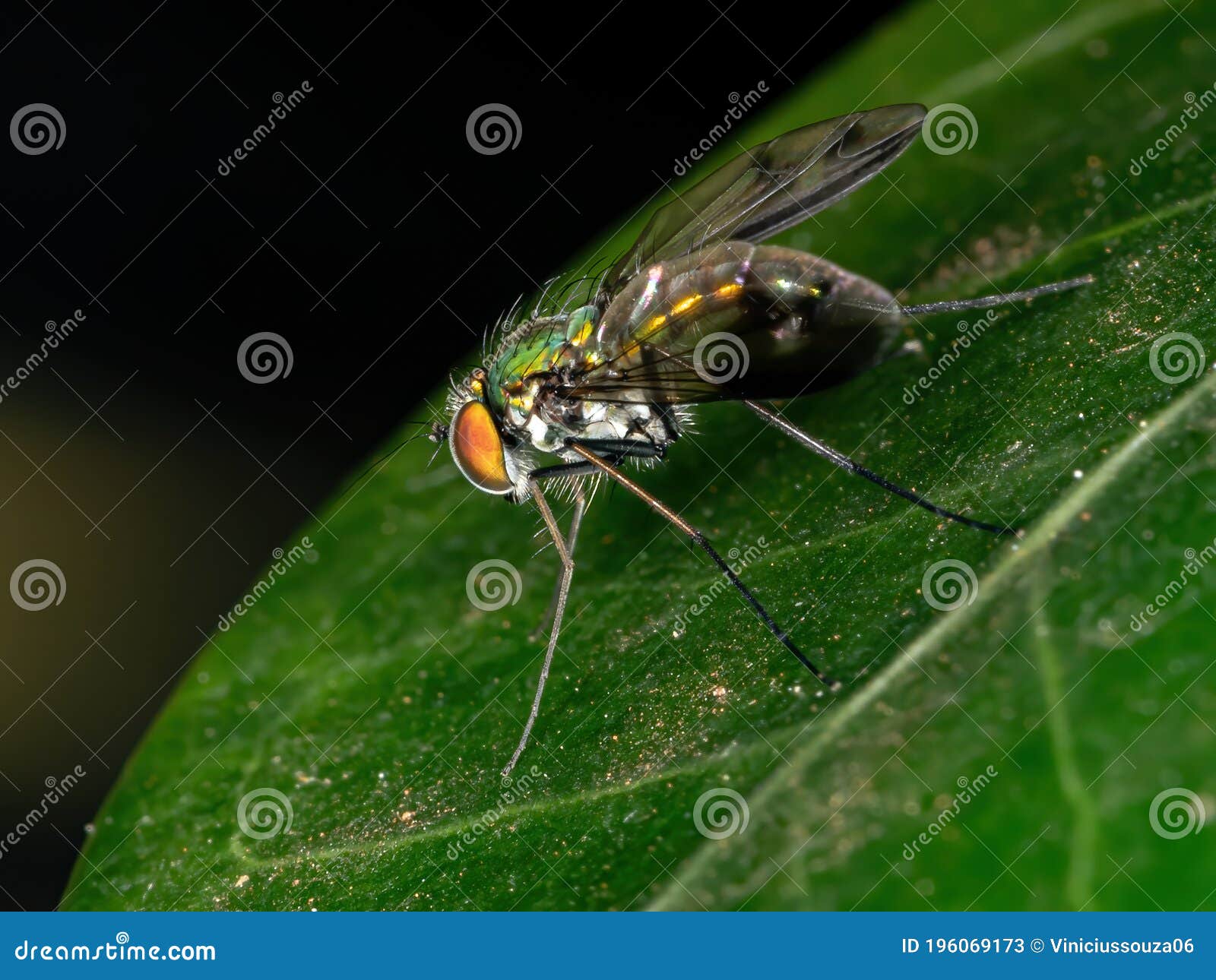 Long-legged Fly stock image. Image of isolated, black - 196069173