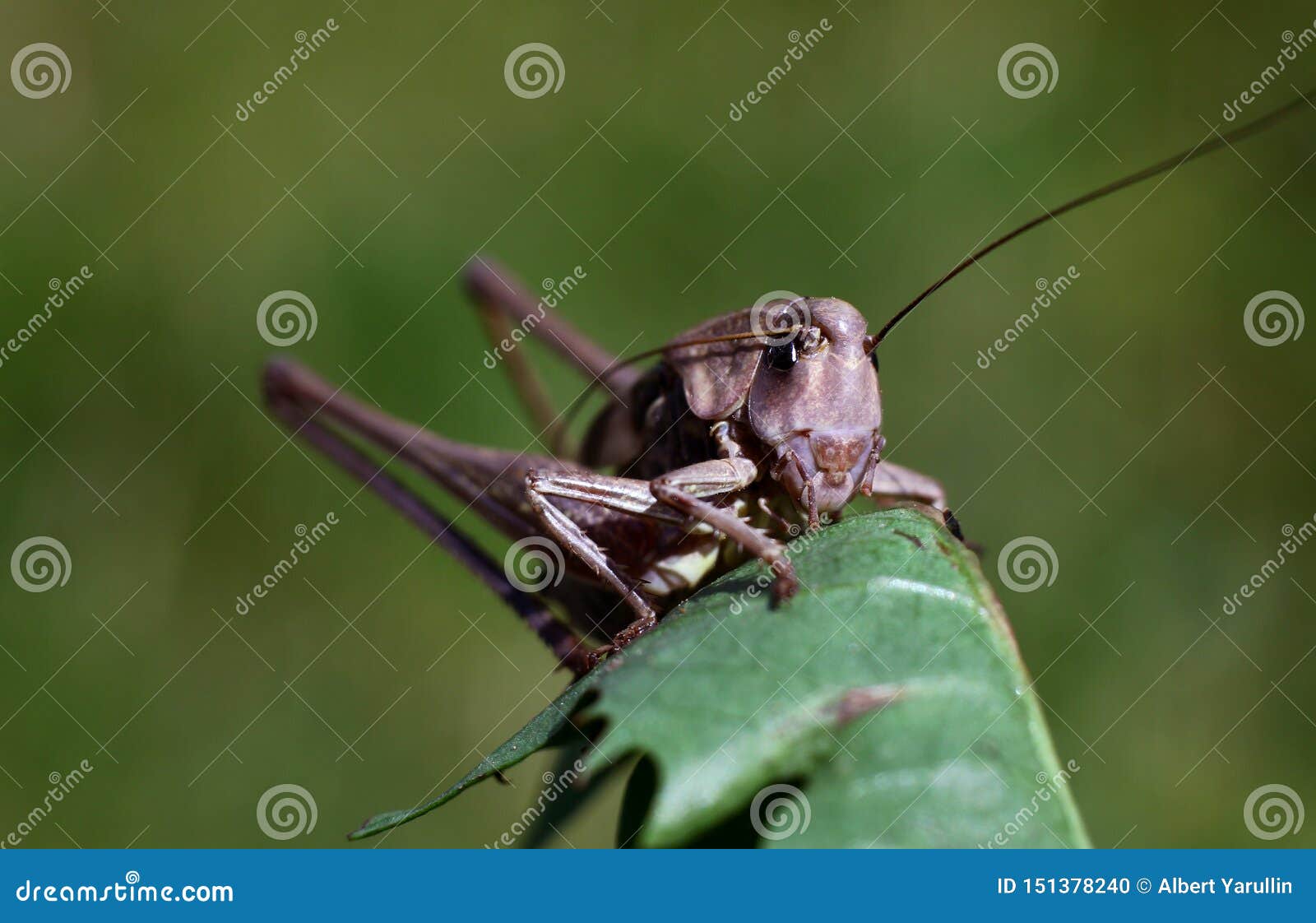 Long-legged Grasshopper Sitting on the Green Grass Stock Photo - Image ...