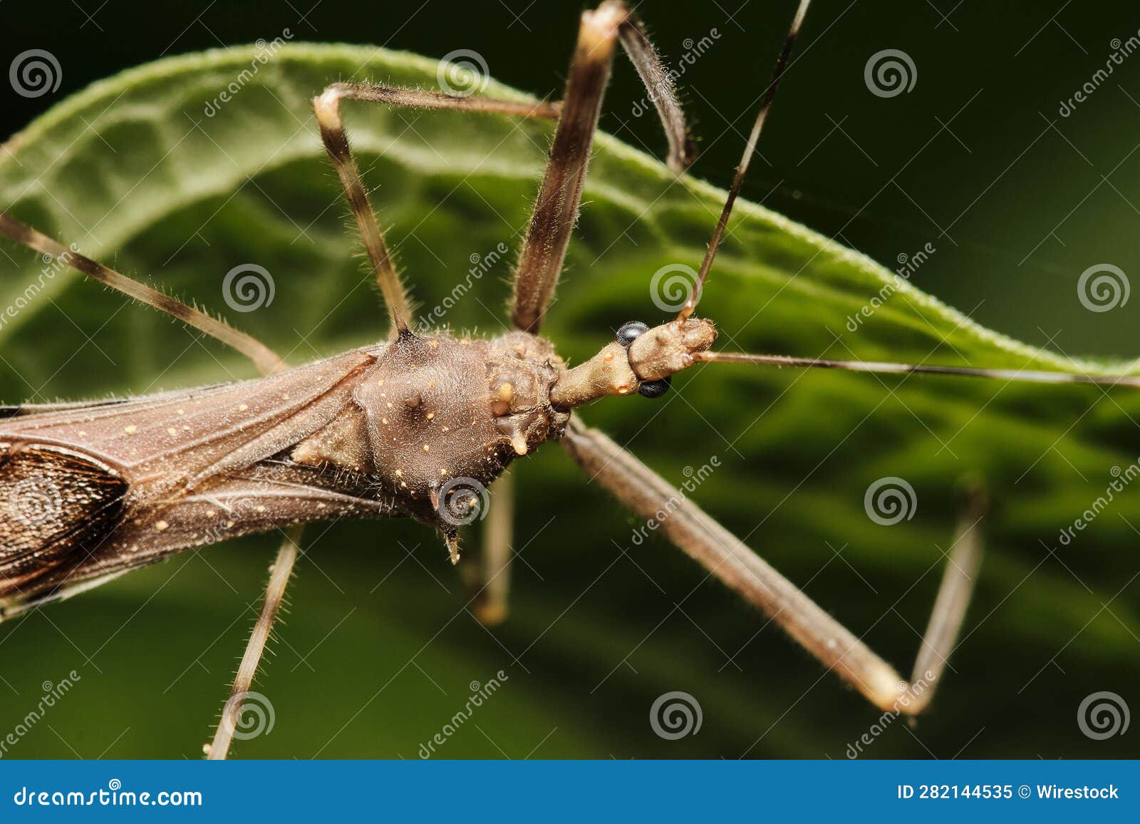 A Long Legged Insect is Perched on a Leaf, with Brown Spots Stock Image ...