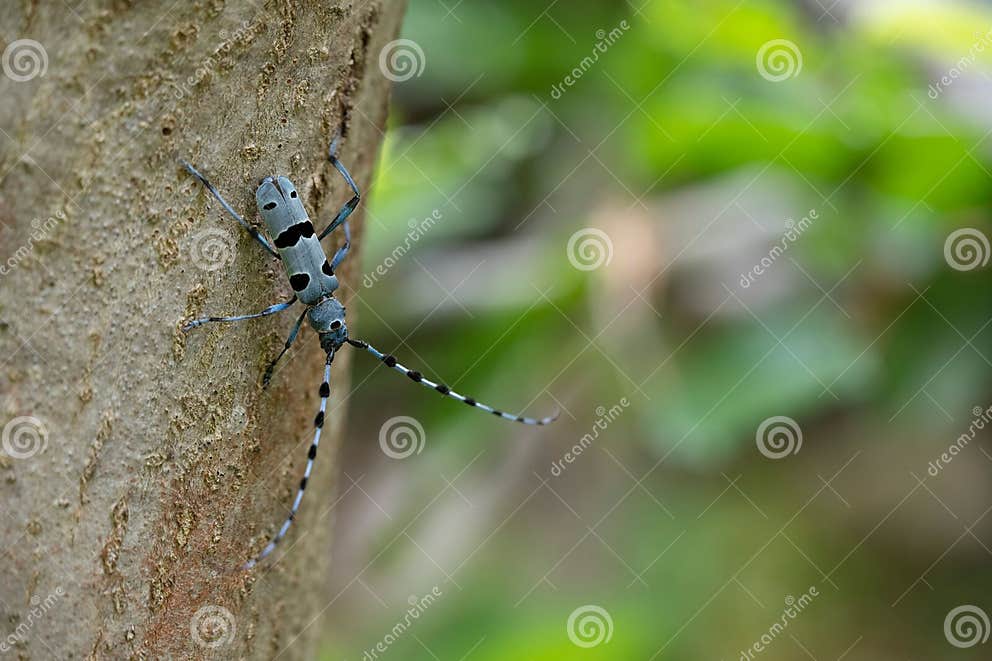 A Long Legged Insect on the Side of a Tree Trunk Stock Photo - Image of ...