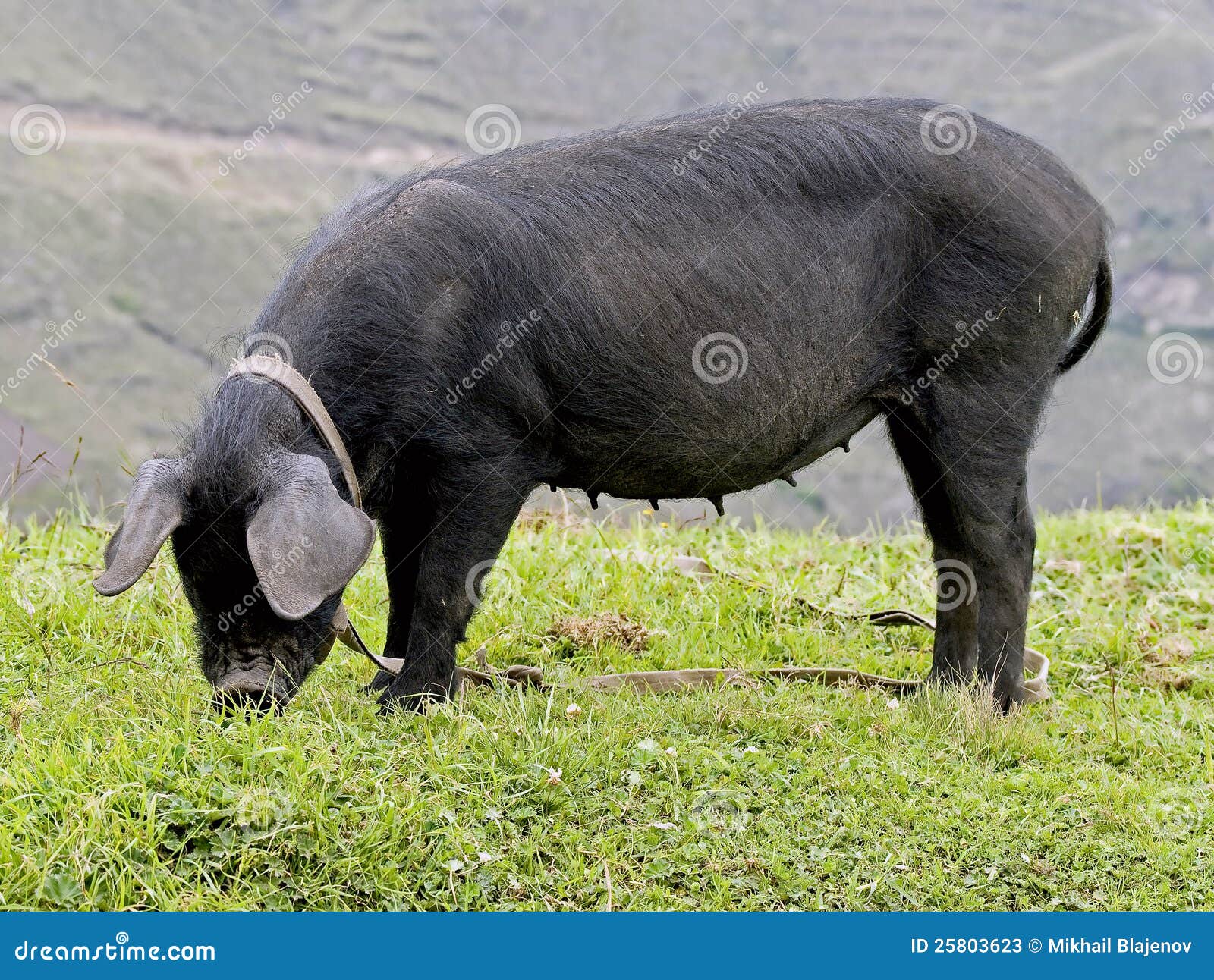 Long-legged pig 1 stock image. Image of bacon, piglet - 25803623