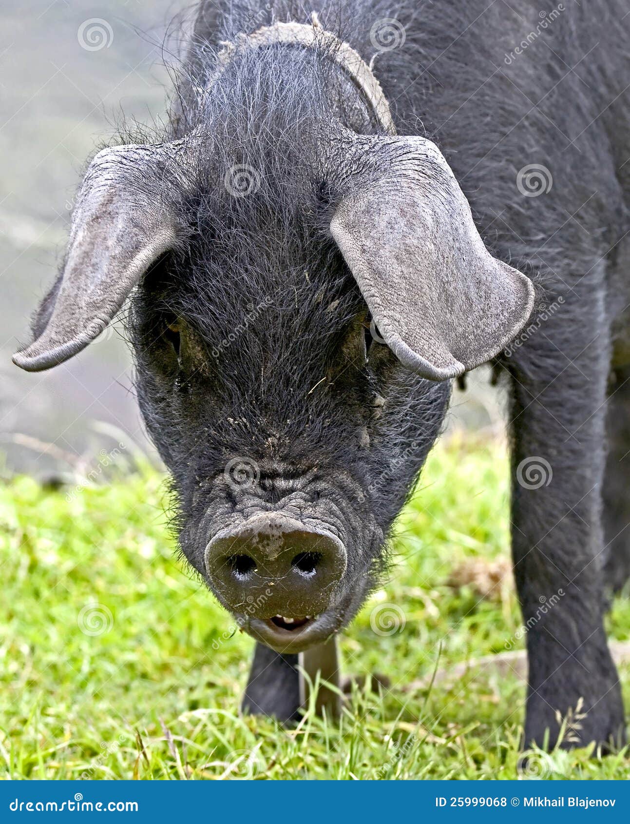 Long-legged pig 2 stock photo. Image of view, chop, gobble - 25999068