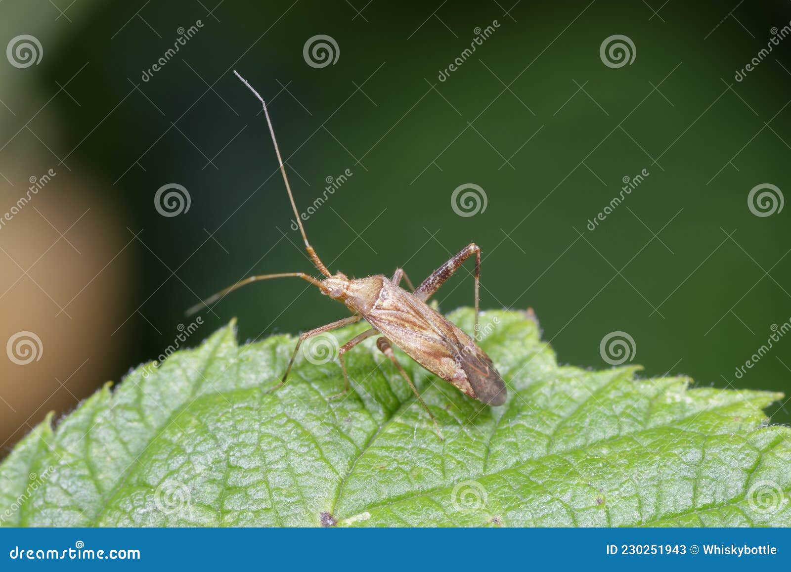 Long-Legged Plant Bug stock image. Image of british - 230251943