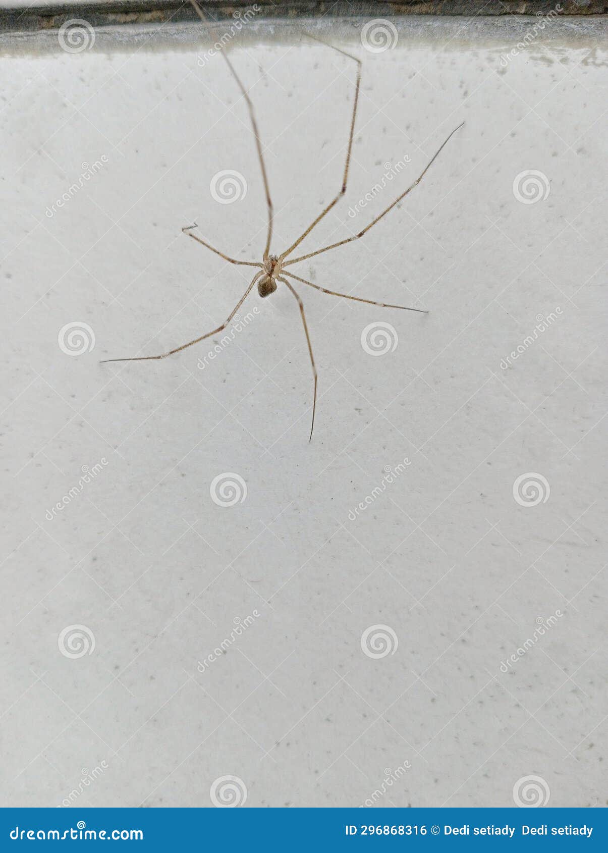 Long-legged, Small-bodied Spider Isolated on a White Background Stock ...