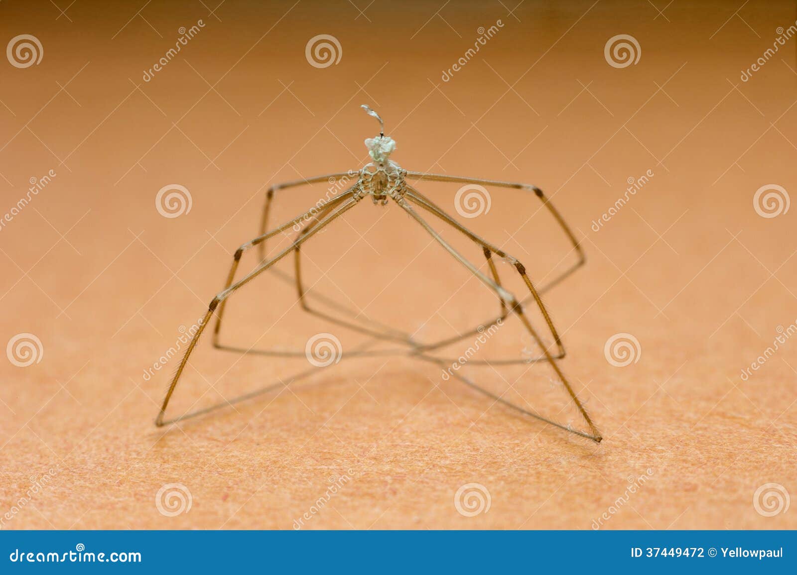 Long Legged Spider in Closeup Stock Photo - Image of hairy ...