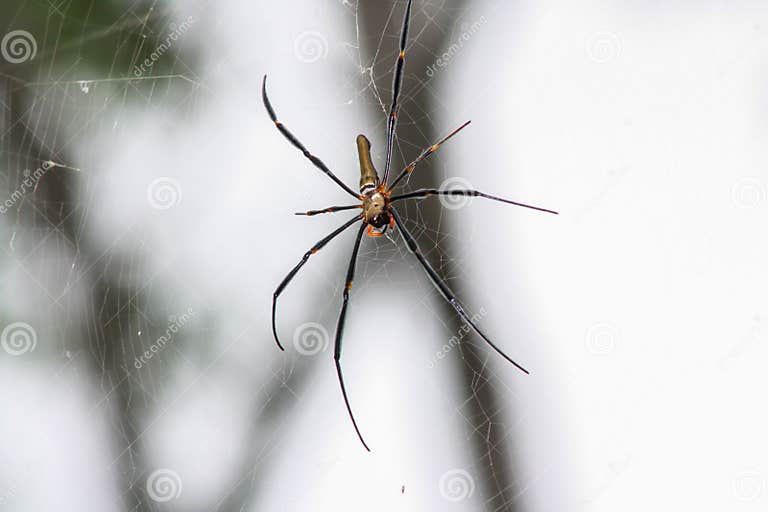 Long-legged Spider in Its Web Stock Photo - Image of spider, portrait ...