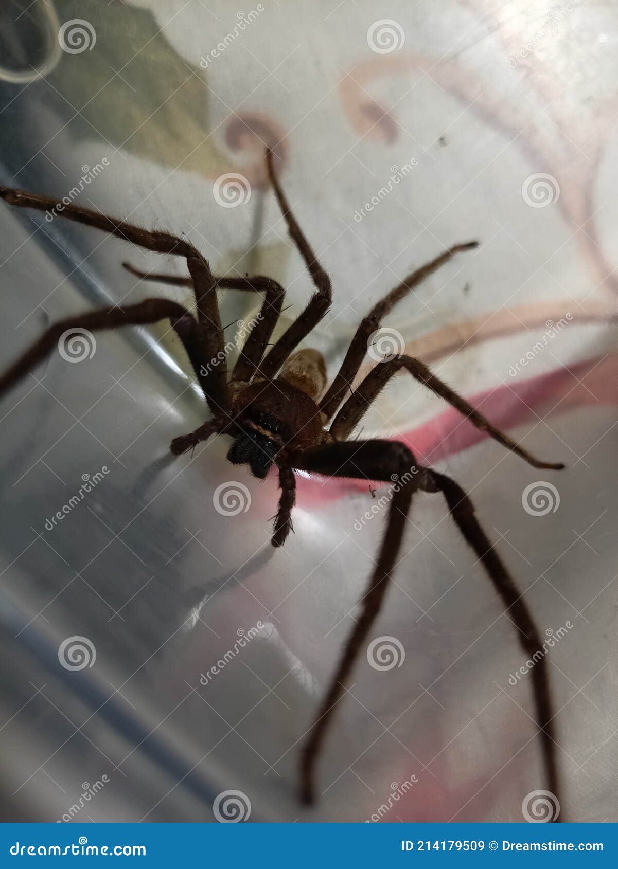 Long legged spider stock image. Image of invertebrate - 214179509