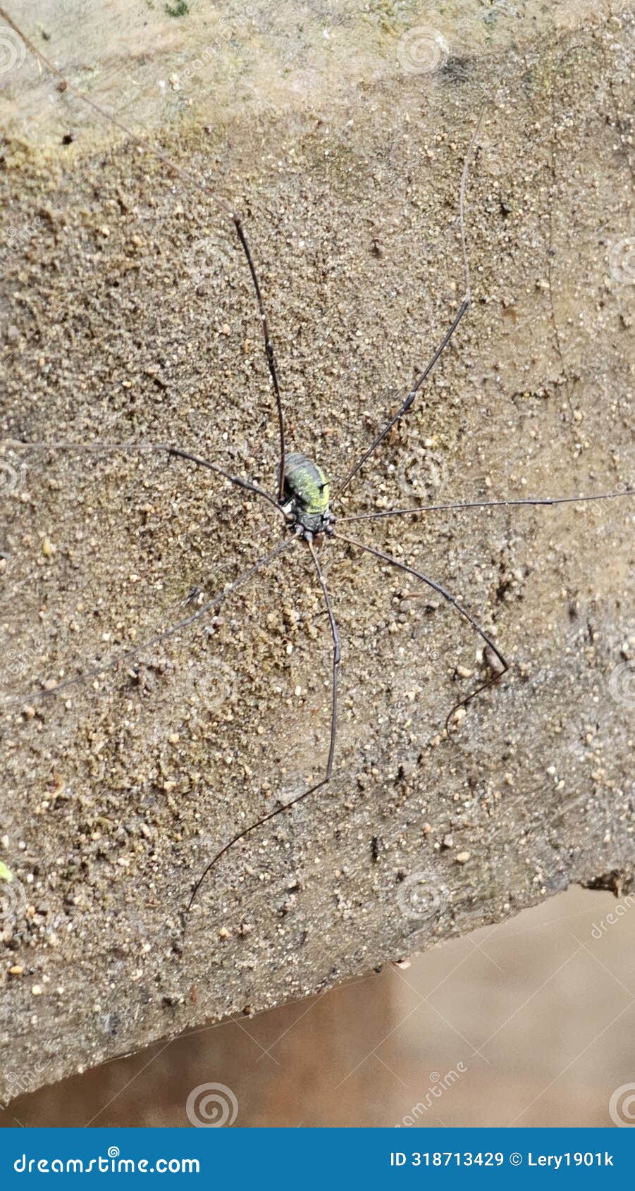 Long Legged Spider stock image. Image of animal, sand - 318713429