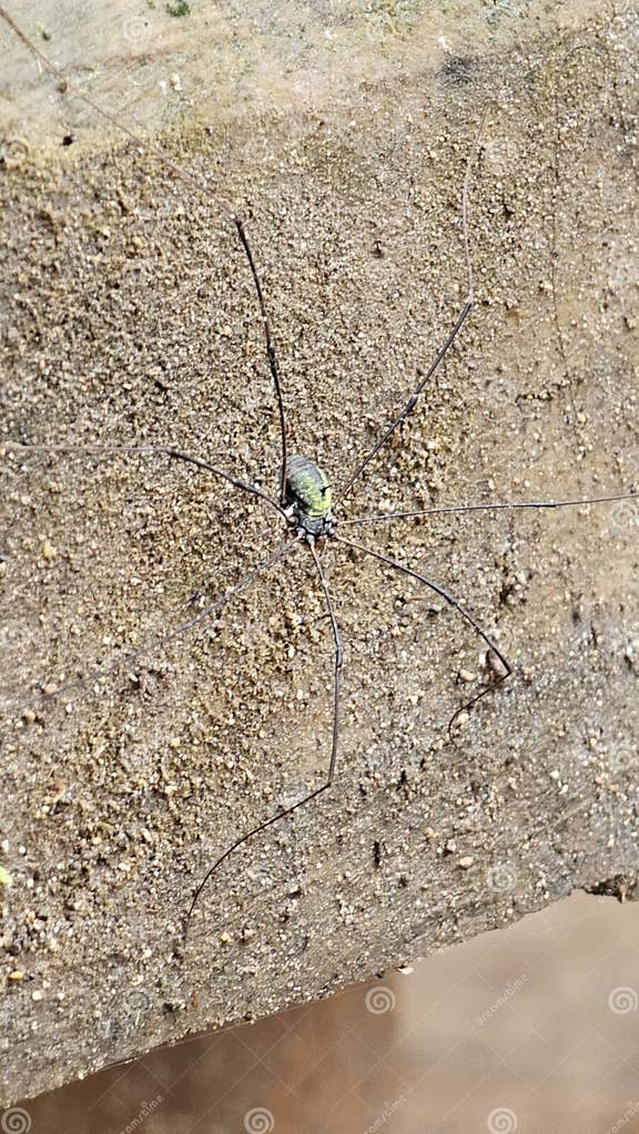 Long Legged Spider stock image. Image of animal, sand - 318713429