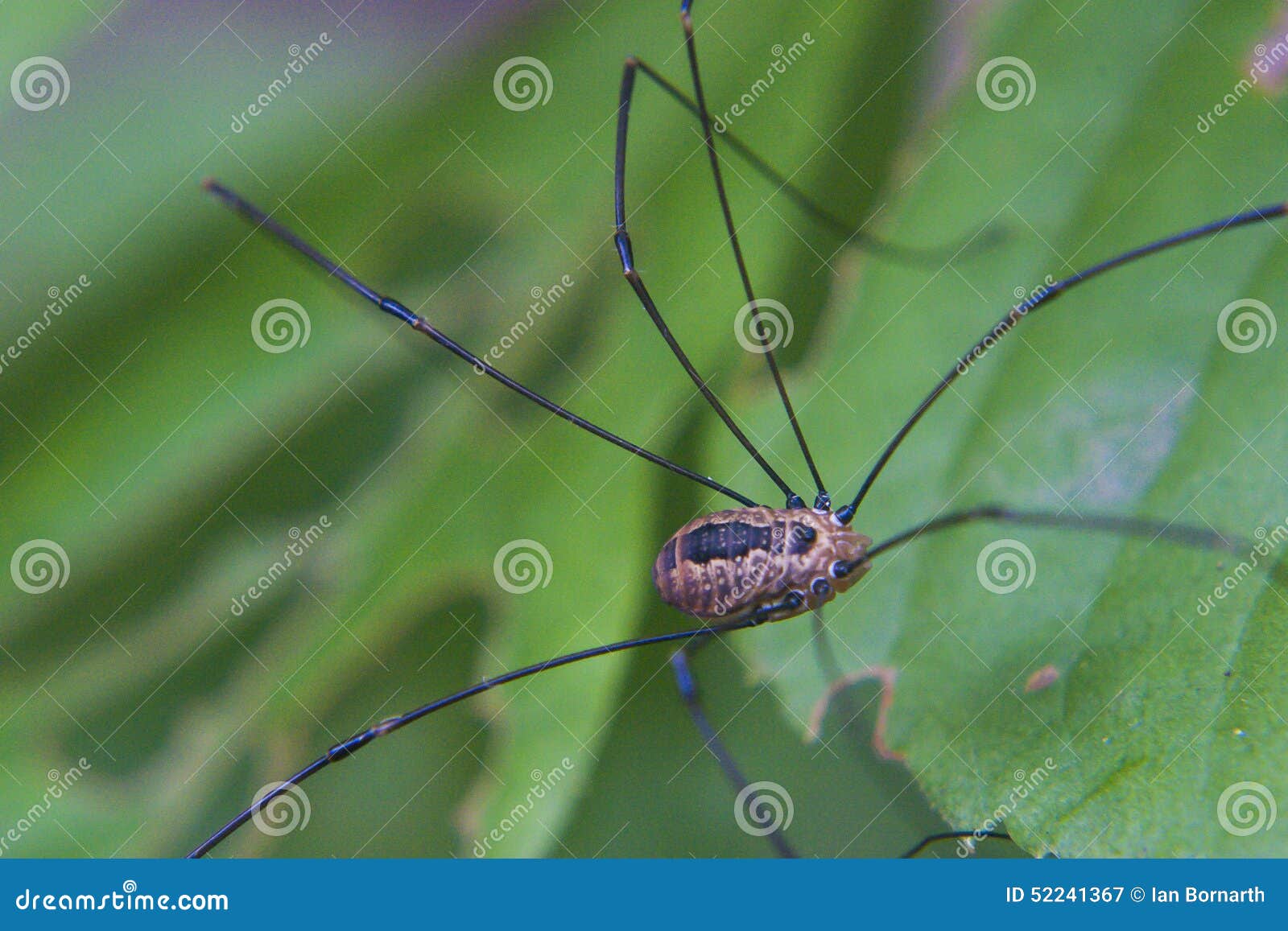Long Legged Spider stock image. Image of legged, close - 52241367