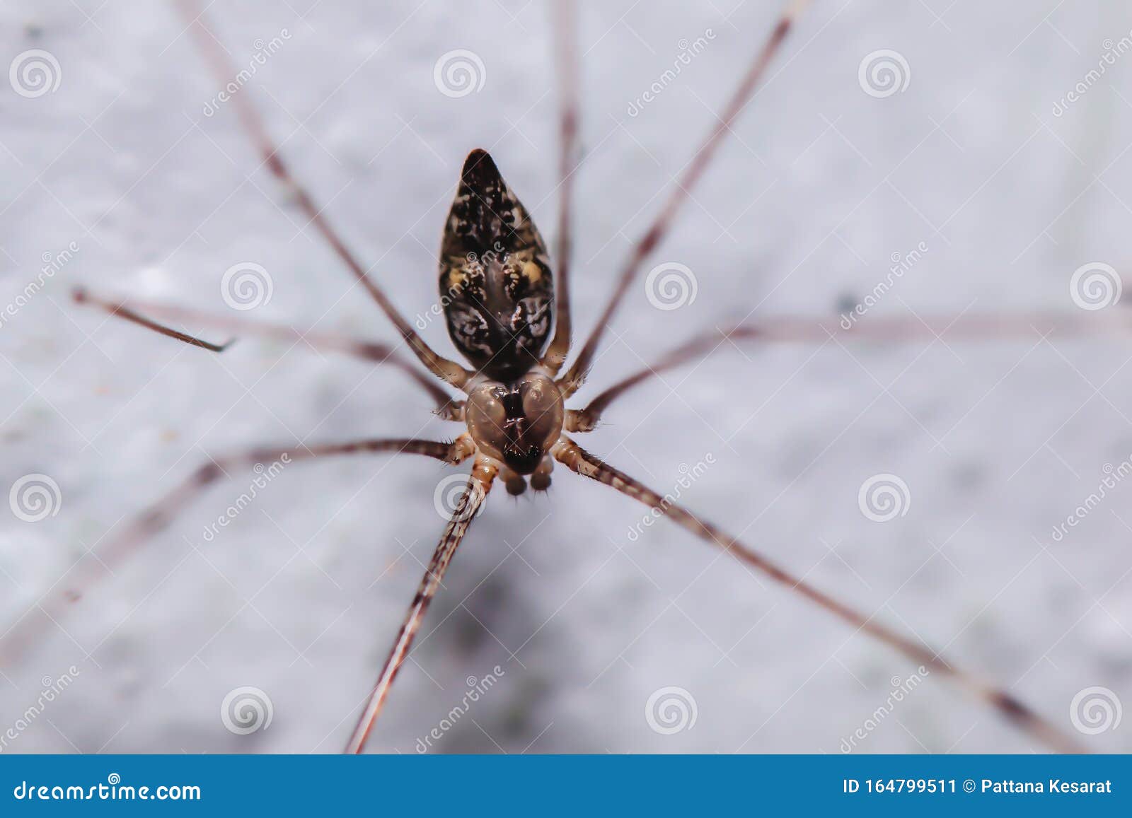 Long Legged Spider in Nature Stock Image - Image of garden, care: 164799511