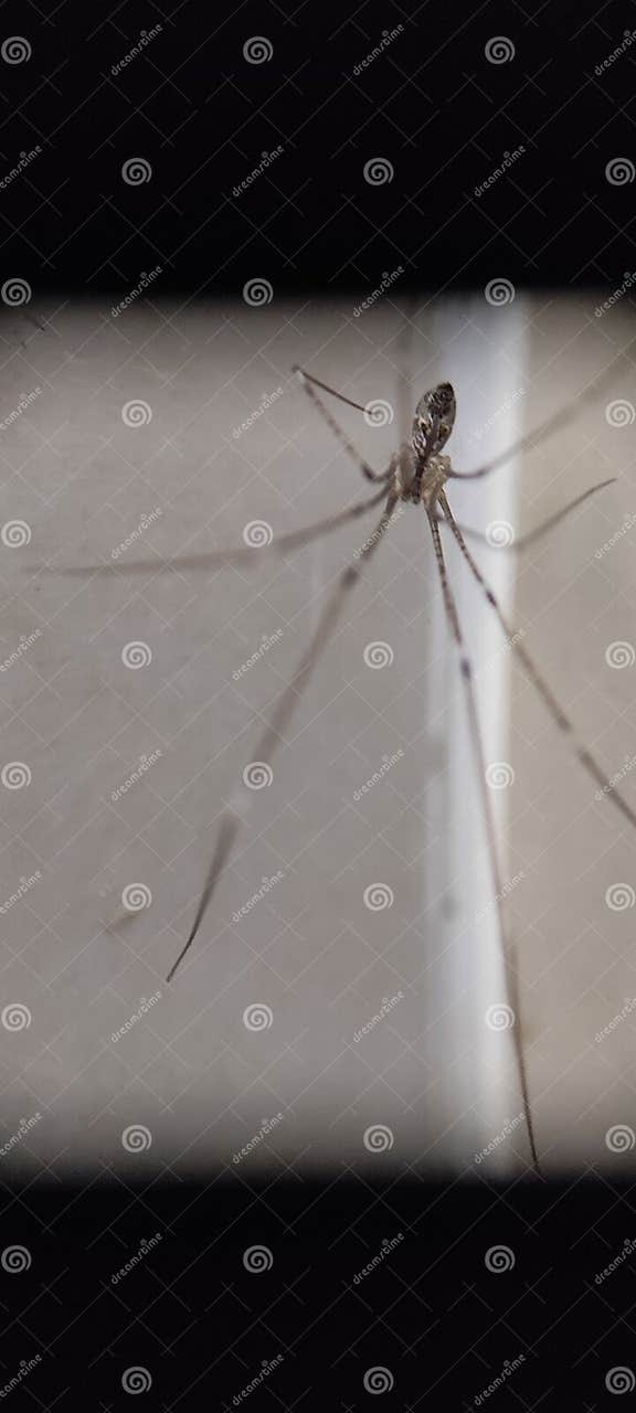 Long Legged Spider On The Wall Stock Image Image Of Icon Background