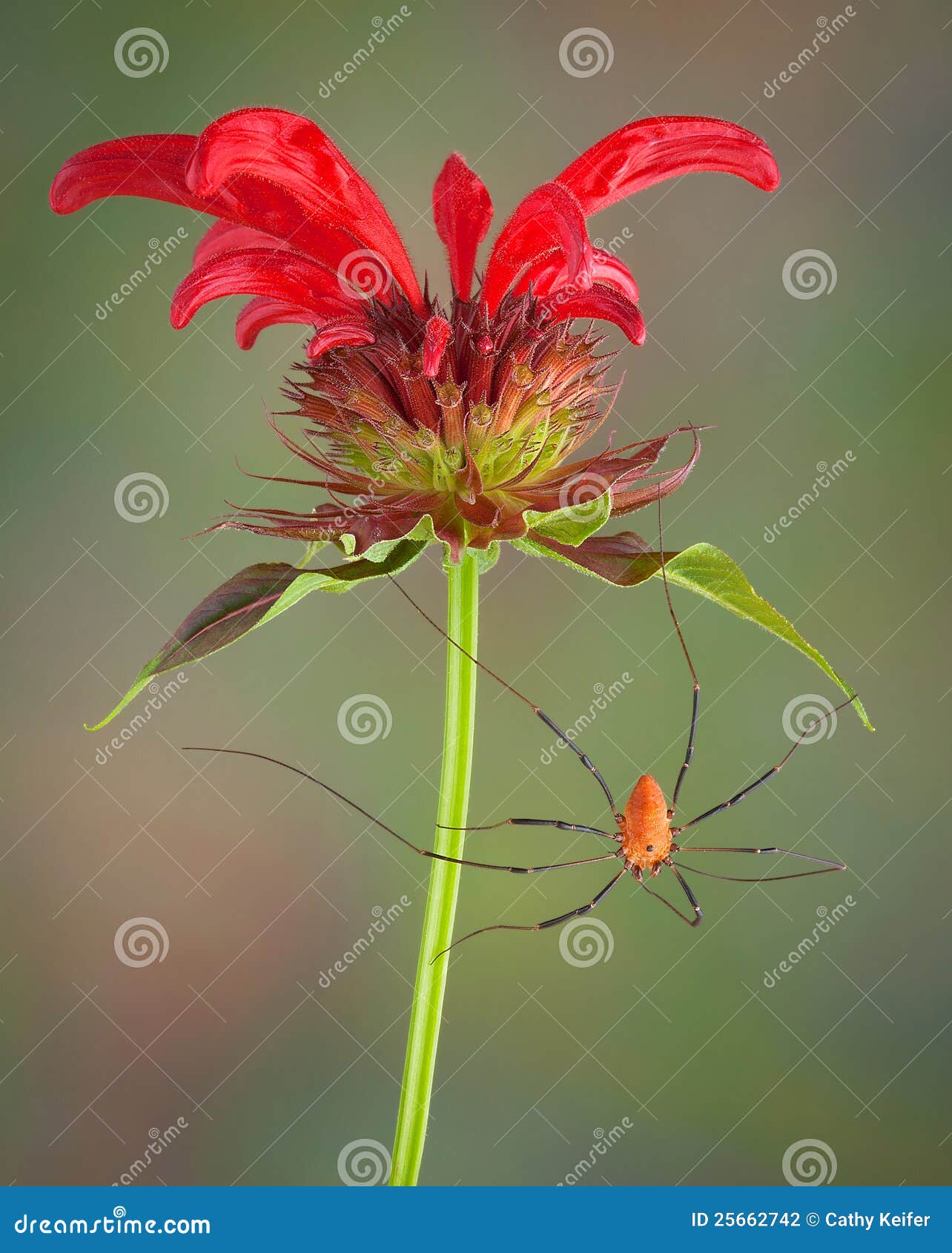 Long legs on Bee Balm stock photo. Image of crawling - 25662742