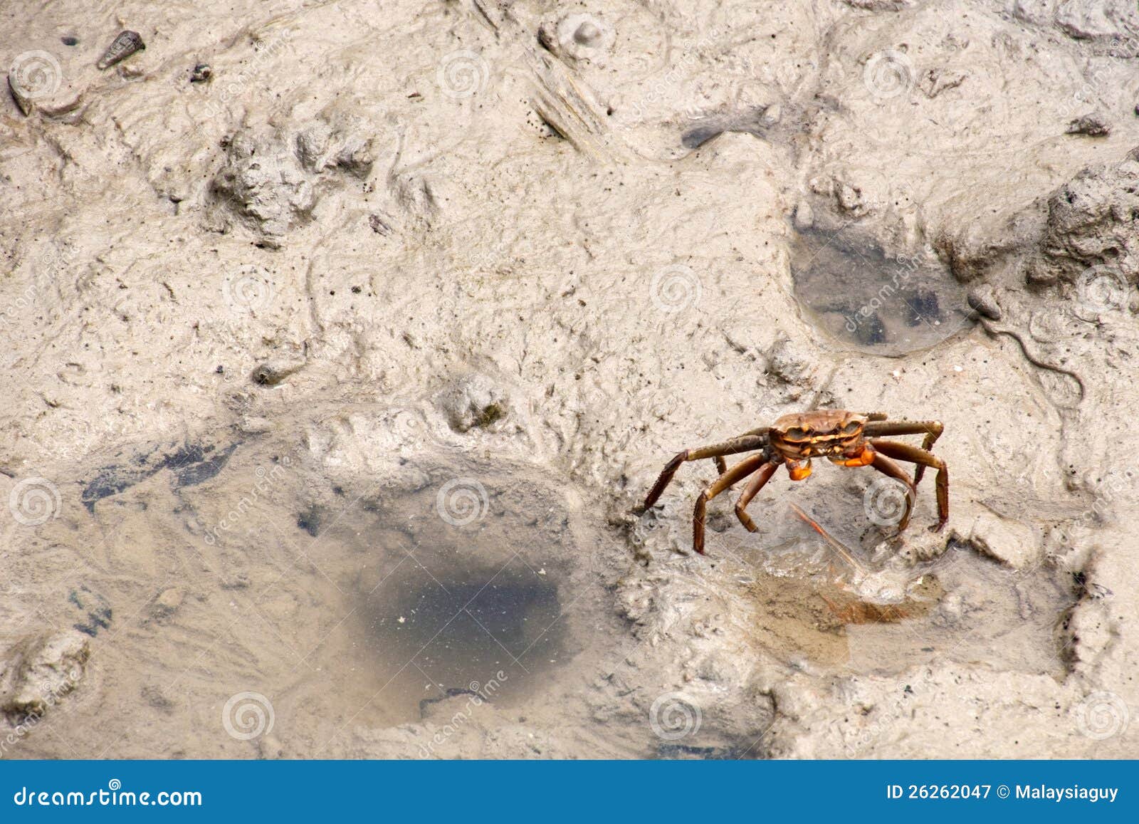 Long legs crab stock image. Image of life, pulau, creature - 26262047