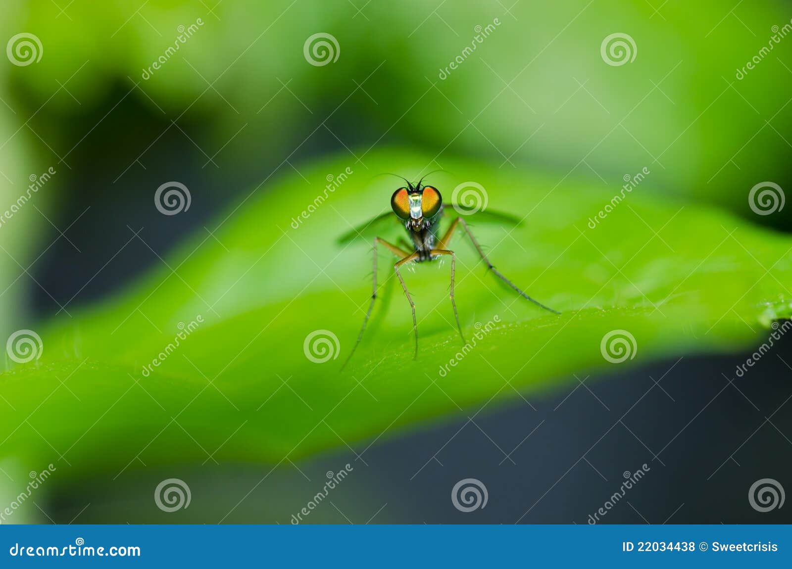 Long Legs Fly in Green Nature Stock Photo - Image of food, insect: 22034438
