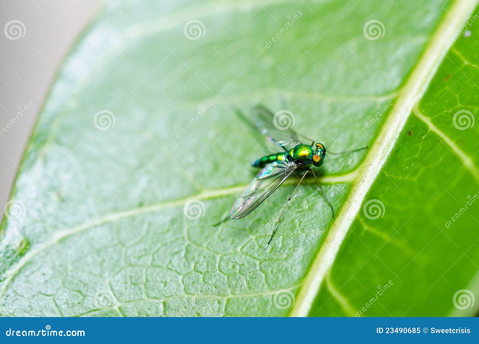 Long Legs Fly in Green Nature Stock Image - Image of wings, white: 23490685
