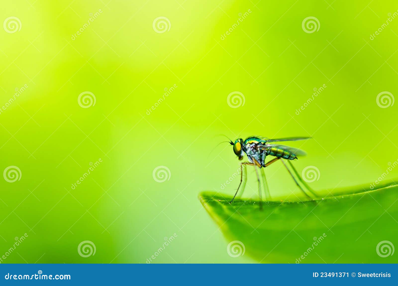 Long Legs Fly in Green Nature Stock Image - Image of house, legs: 23491371