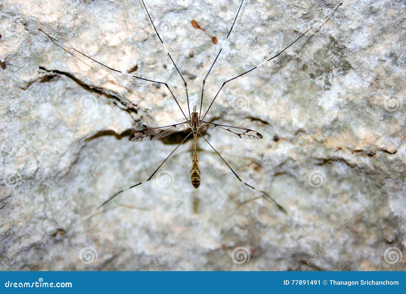 The Long Legs Insects on the Stone. Stock Image - Image of macro, wing ...