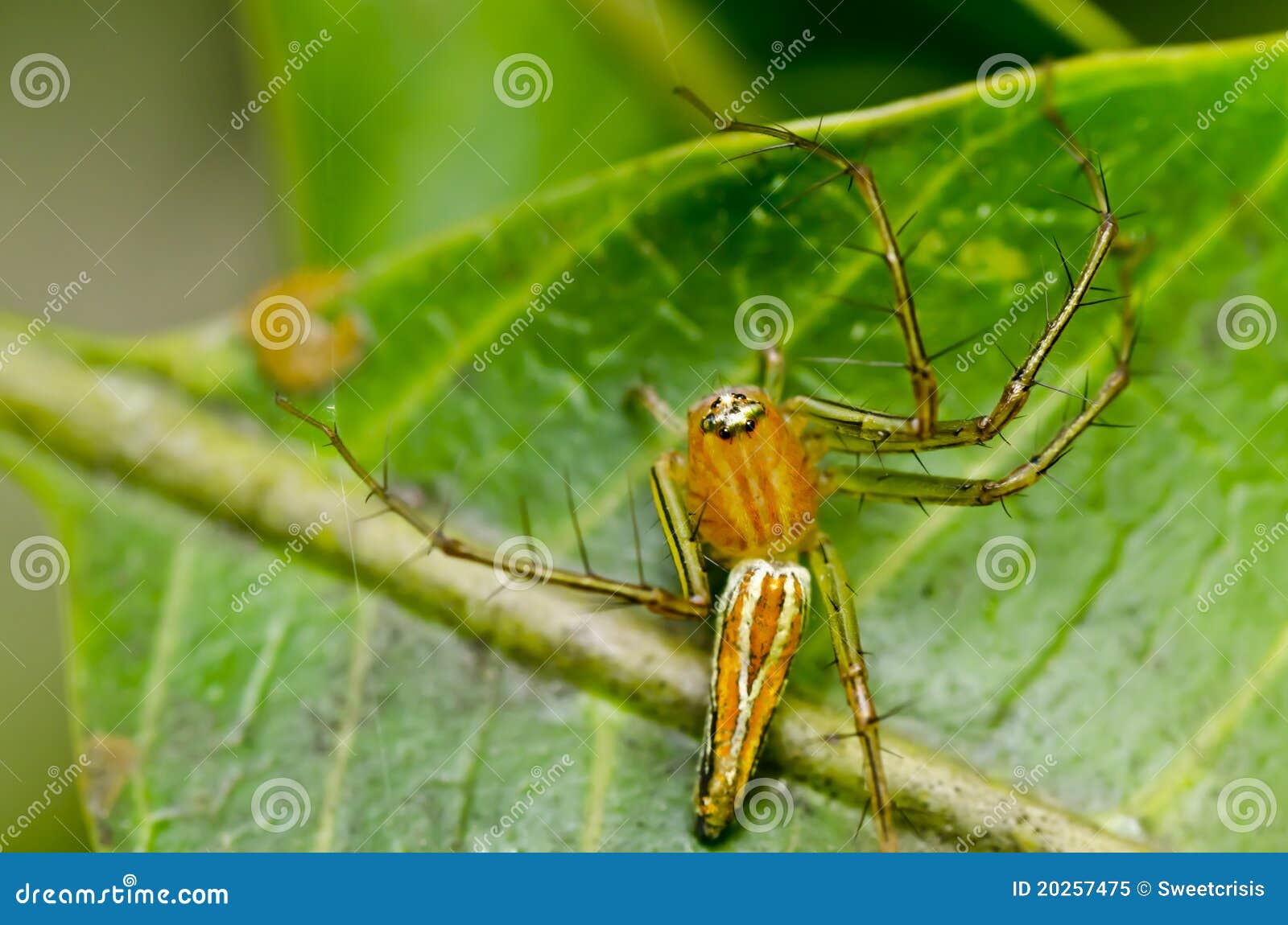 Long legs spider stock image. Image of attractive, spider - 20257475