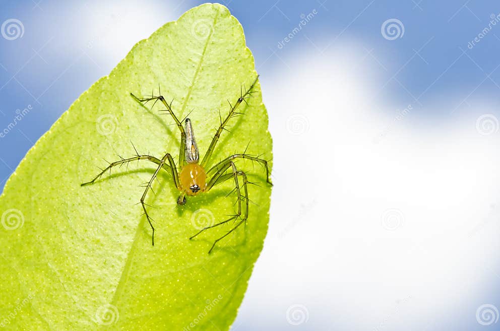 Long Legs Spider and Blue Sky Stock Image - Image of color, light: 20490563