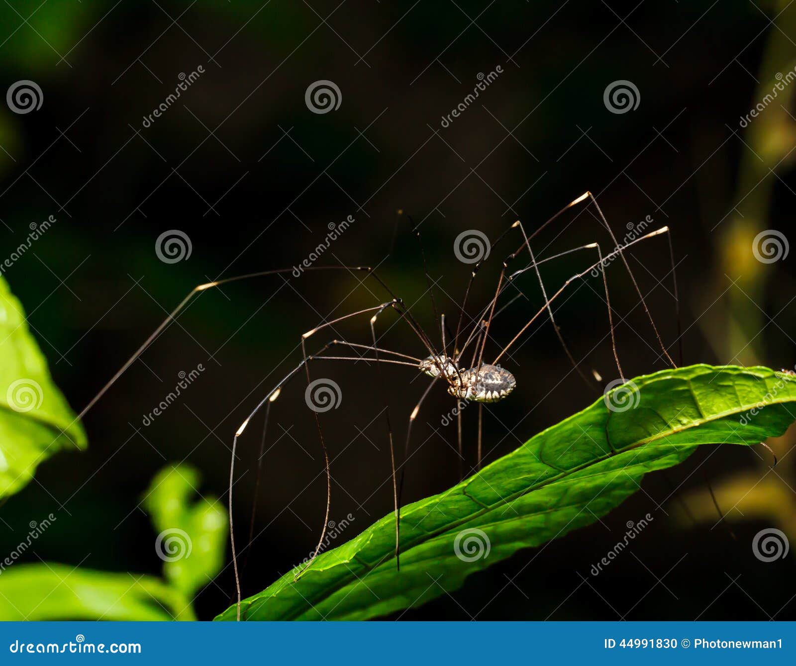 Long legs spider stock photo. Image of legged, eight - 44991830